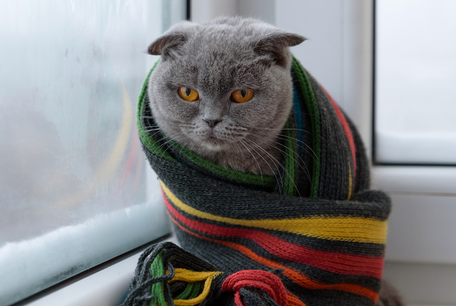 Too Hot or Too Cold: Are You Comfortable in Your Home?